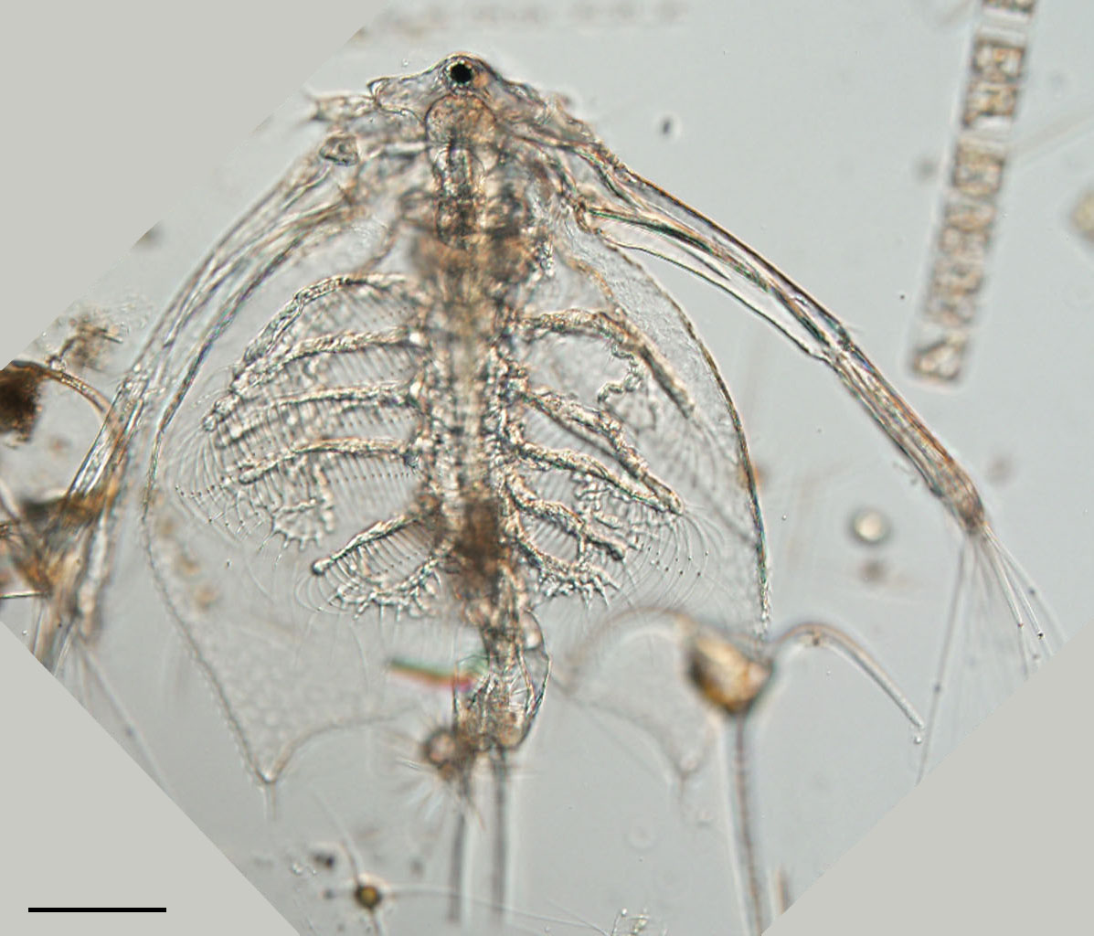 Penilia avirostris