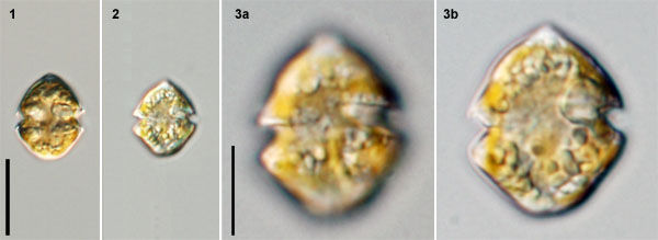 Heterocapsa sp.