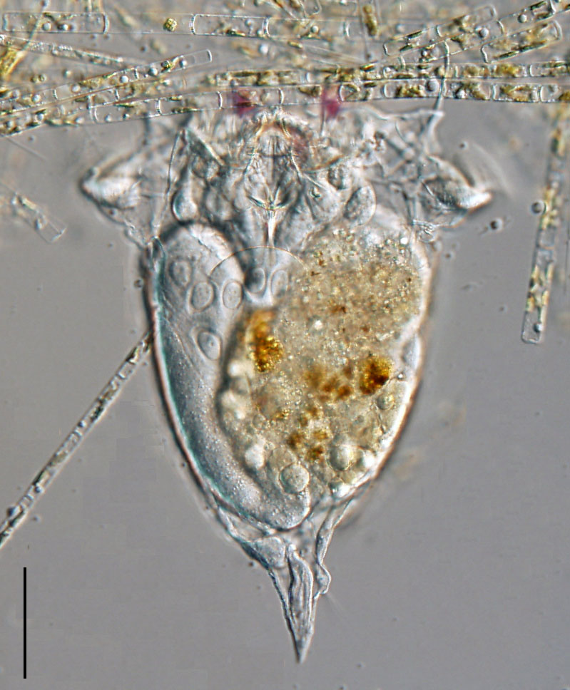 Synchaeta triphthalma