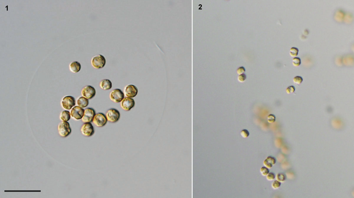Phaeocystis globosa