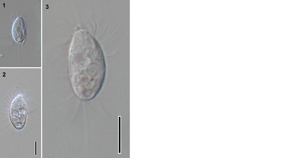 Cyclidium