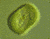 bacillariophytes pictures
