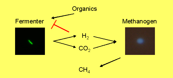 index [www.biol.tsukuba.ac.jp]